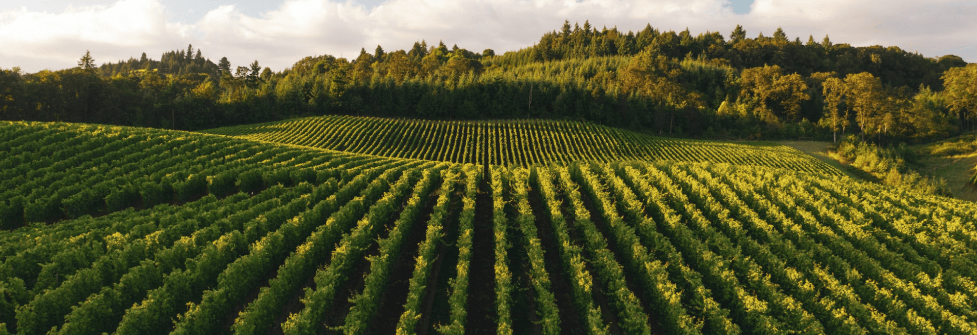 Agricultural & rural Development - AESA